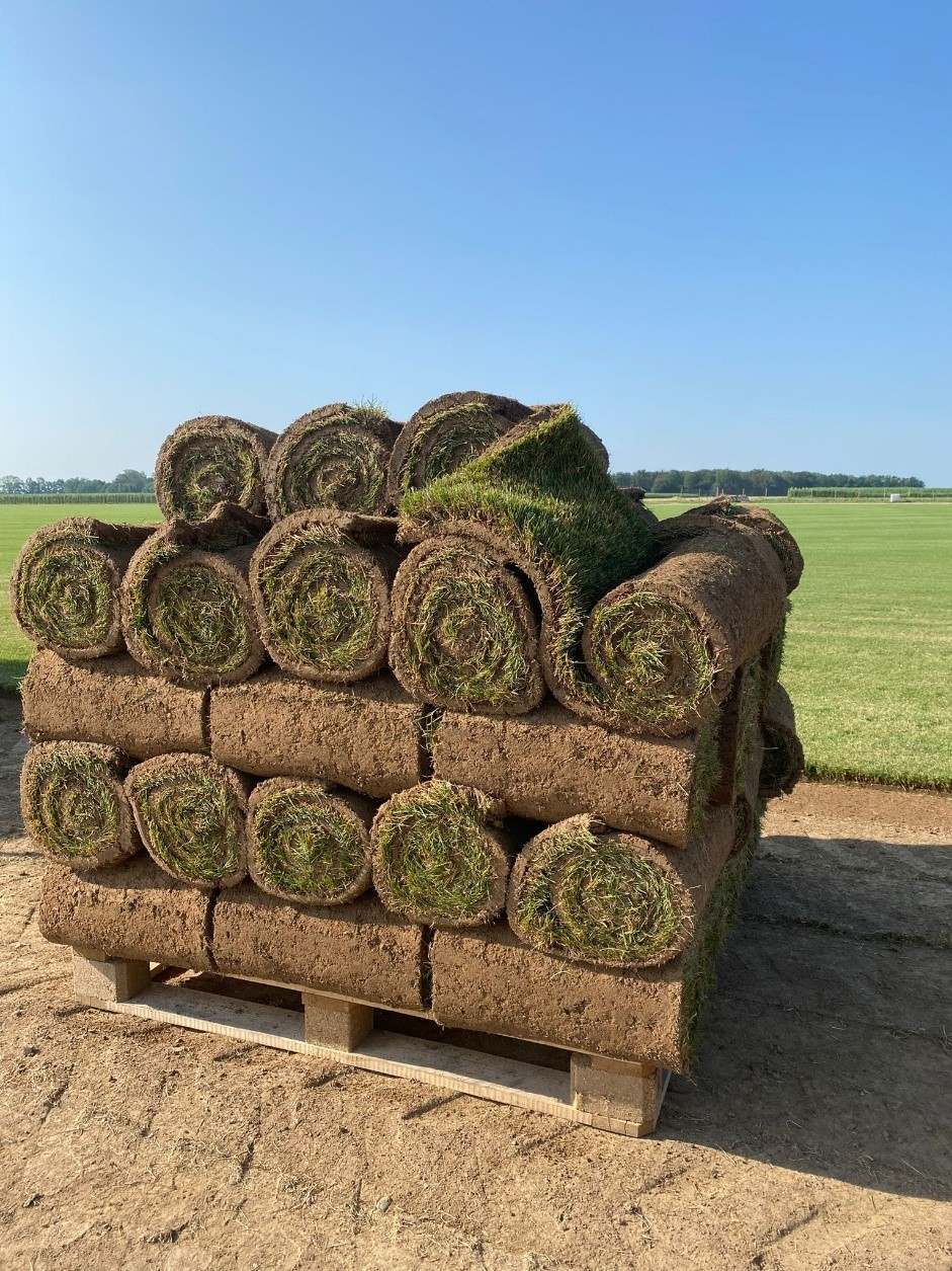La Gazonnière de la Loire en pleine expansion - Gazon Sport Pro H24