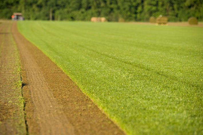 Les Gazons de Fontainebleau bientôt de retour sur le marché du sport ...