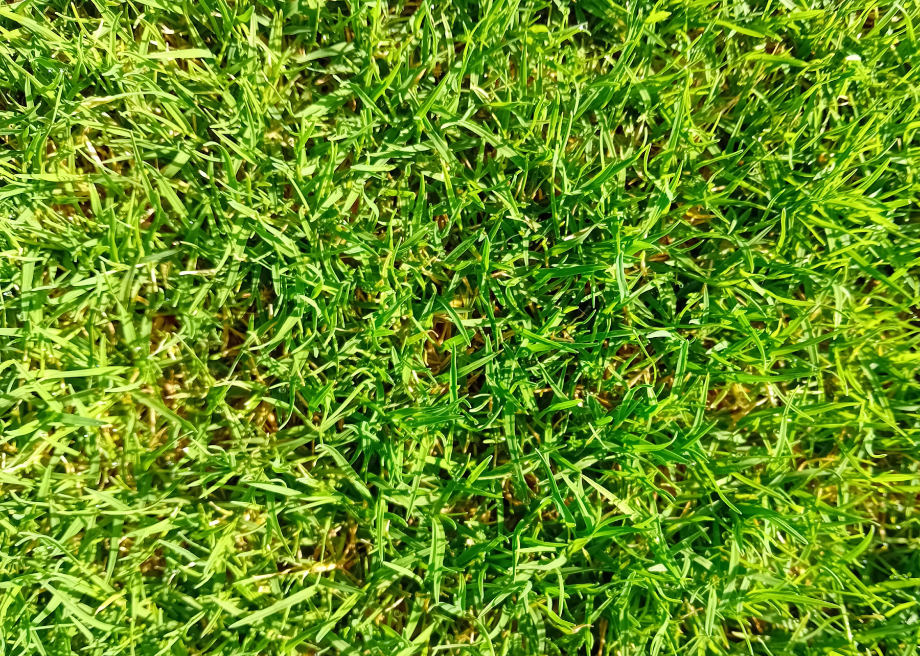 Golf de Montescot : Des greens en bermudagrass pour faire face aux ...