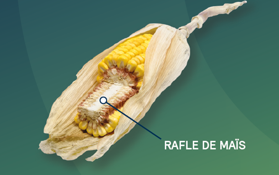 Tarkett Sport lance PureGrain un remplissage en rafle de maïs - Gazon ...