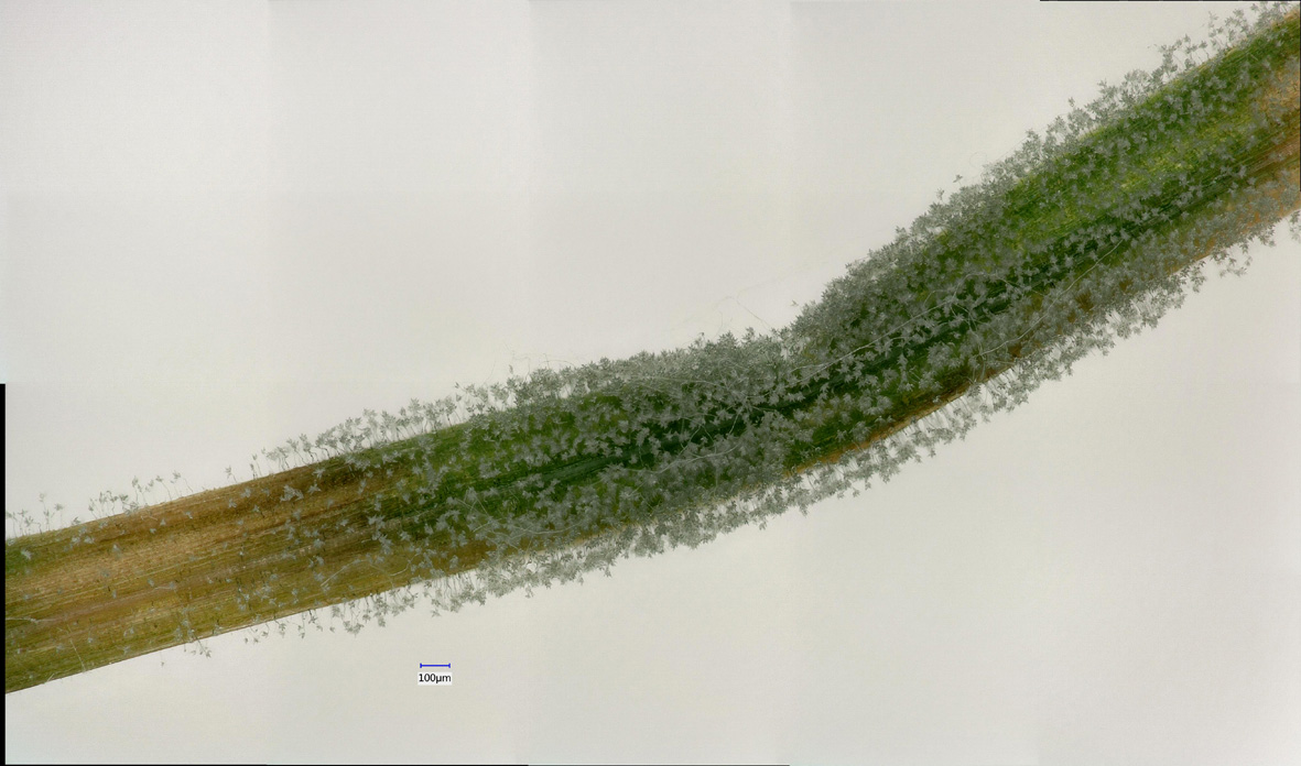 Pyricularia oryzae : Beaucoup de questions, peu de réponses - Gazon ...